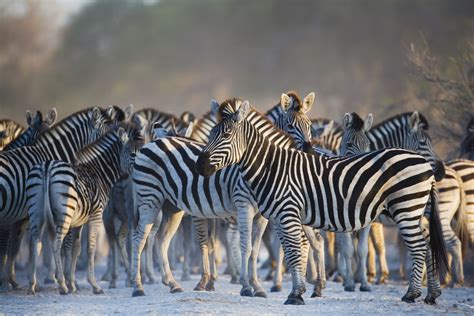Wildlife In Afrika 4k African Wildlife Pempaw