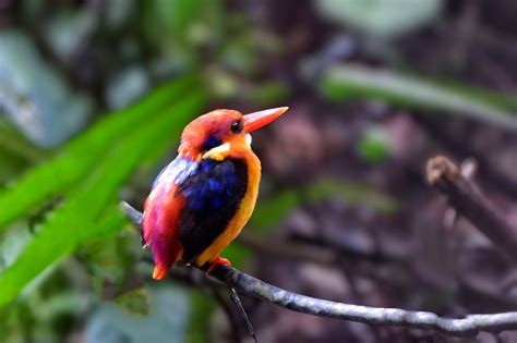 Bird Sightings The Kings At Lower Pierce Reservoir