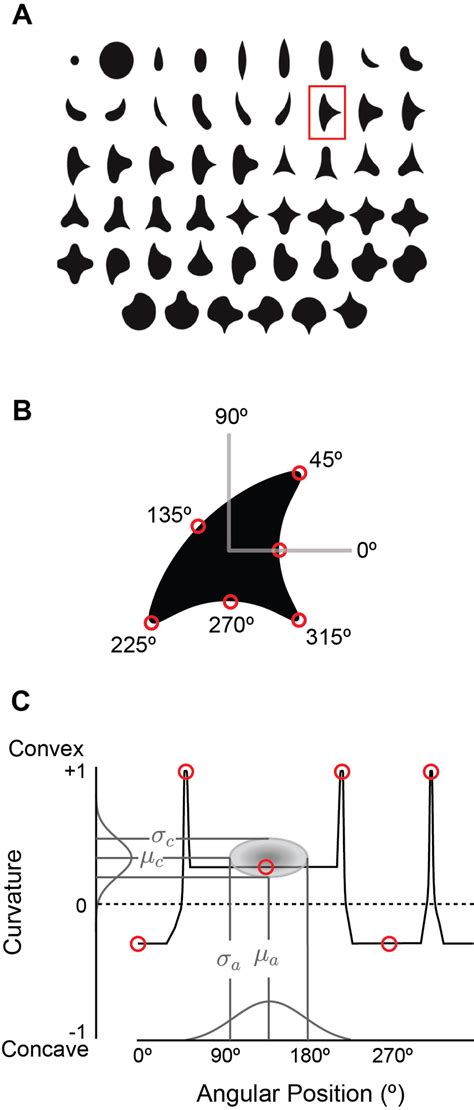 The Angular Position And Curvature Apc Model And Associated Stimuli