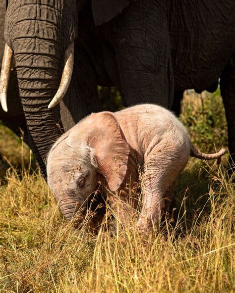 Incredible Sighting Rare Pink Elephant In Masai Mara Young Elephant
