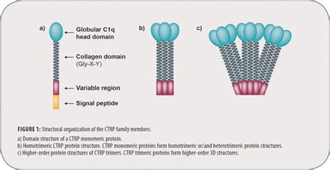 Adiponectin Biomol Blog Resources Biomol Gmbh Life Science Shop