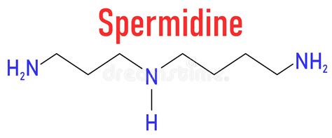 Spermidine Polyamine Compound Molecule Skeletal Formula Stock Vector Illustration Of Line