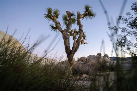 10 Must Experience Activities In Southern Californias Mojave Desert