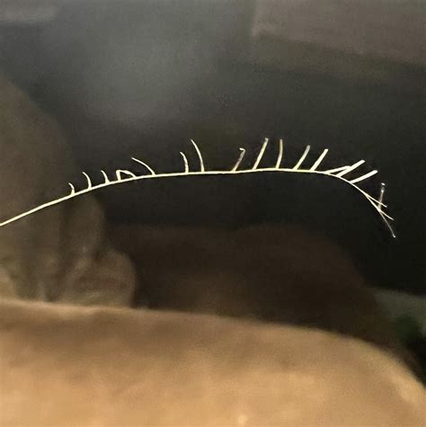 Fun Find Rsplitends