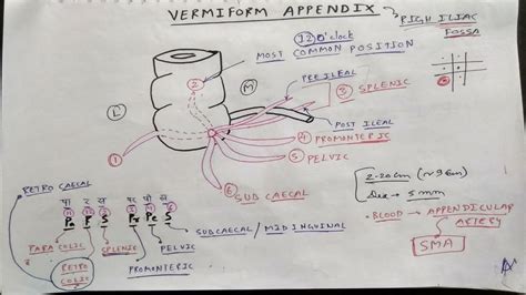 Vermiform Appendix Function