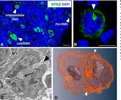Figure 2 From Biogenesis Of The Demarcation Membrane System Dms In Megakaryocytes Semantic