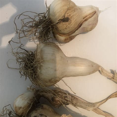 Gardos Alfa Lucullus Kft