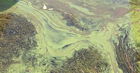 Cyanobacteria Lachine Canal National Historic Site