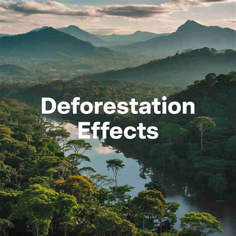 Deforestation Effects A Beginners Guide