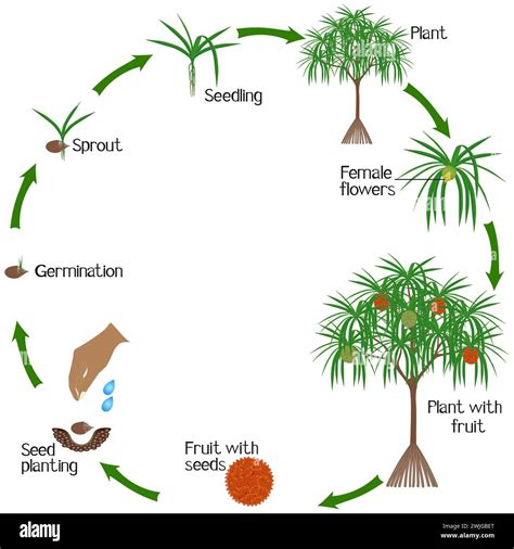 A Growth Cycle Of Pandanus Tectorius Tree With Hala Fruit On A White