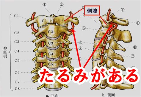 頸椎の機能解剖について【整形外科学ブログ