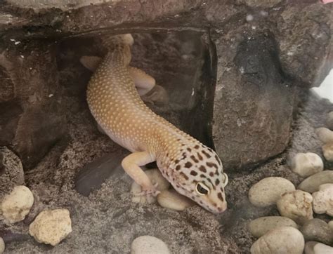 Help identifying my girl's morph : r/leopardgeckos