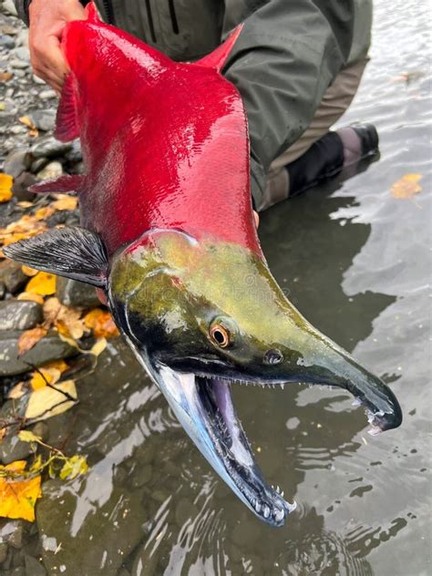 Wild Sockeye Salmon Caught And Released On The Kenai River Alaska