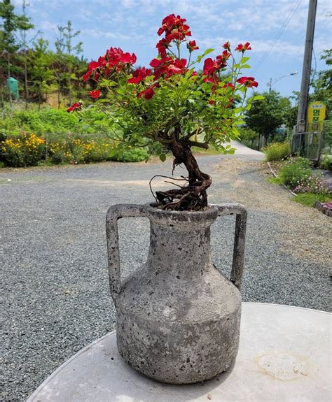 어찌나 바쁜 하루였는지 이제야 마당가에 나와 한숨 돌려보네요 저 고운 하늘을 이고 앉았는데두 바람결에 스며드는 찔레장미꽃의 짙은 향 알뜰공구채소과일수산