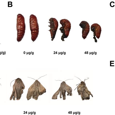 Negative Effects Of Sublethal CsA On Sex Ratio A Pupation B C Download Scientific