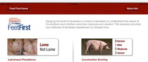 opening screen for sow lameness or locomotion scoring assessment