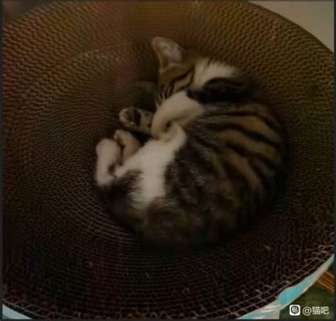 Yolov3图像识别数字 Yolo 数字识别 Csdn博客