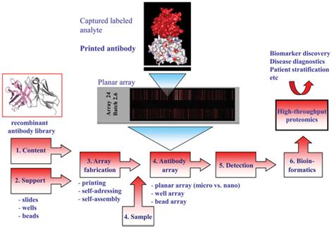 Developing And Applying Recombinant Antibody Microarrays For High Throughput Disease Proteomics
