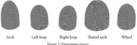 Table 2 From Fingerprint Large Classiﬁcation Using Sequential Learning