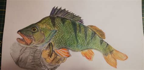 I Drew A Perch Rdrawing