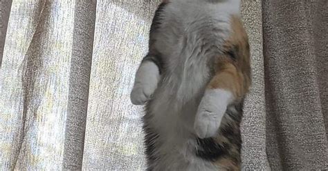 Spy Cat Album On Imgur