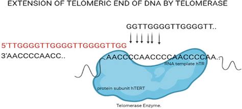 6 Representation Of How The Rna Component Of Telomerase Adds A New Download Scientific Diagram