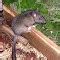 Packrat Bushy Tailed Woodrat Project Noah