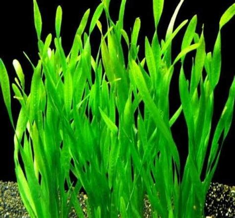 7 Tanaman Aquascape Tanpa Co2 Yang Bisa Kamu Pelihara Nakama Aquatics