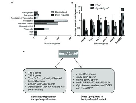 Comparison Of The Expression Of Selective Genes Between Wild Type
