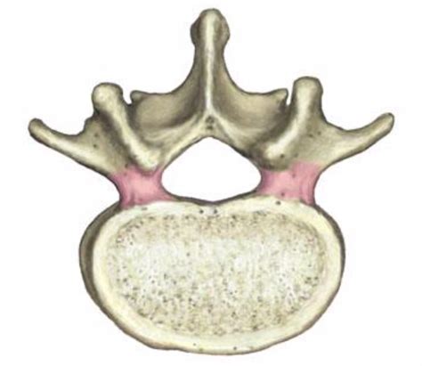 Typical Vertebra Diagram Quizlet