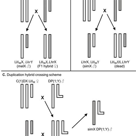 hybrid crossing schemes each diagram shows only the sex chromosomes y