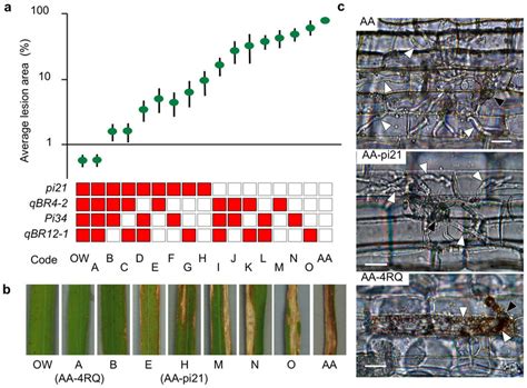 Combining Alleles Of Different Quantitative Trait Loci Qtls Enhances