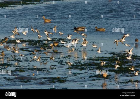 Mixed Wader Flock Mainly Dunlin Sanderling And Marbled Godwits Feeding Around The Tideline