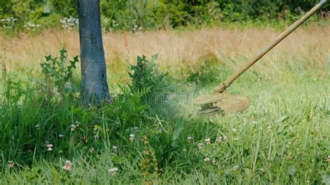 Gardener Mows Grass Around Tree Trunks Stock Video Video Of Trimmer