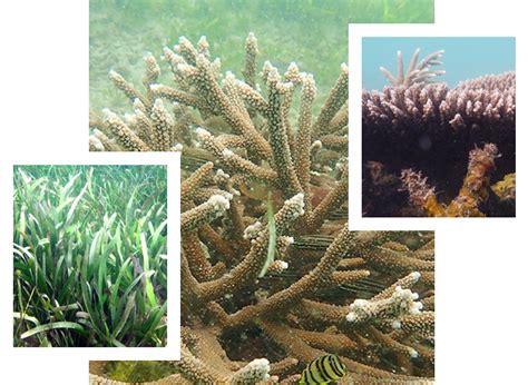 Sdmri Coastal Ecosystem Restoration