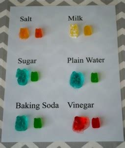 Diy Gummy Bear Experiment On Osmosis Homeschool Com