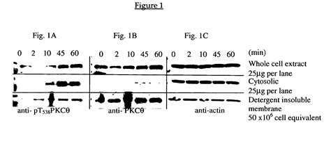 Methods Of Treating Asthma Eureka Patsnap Develop Intelligence Library