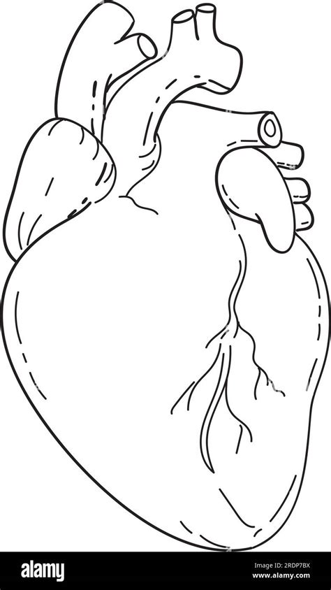 Line Drawing Illustration Of Human Heart Anatomy Showing The Two Upper