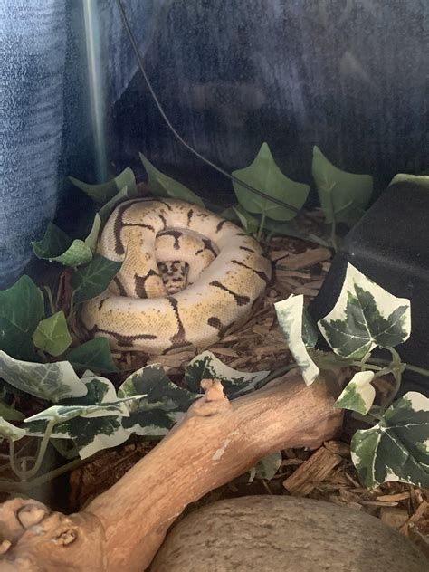 Best R Ballpythonmorph Images On Pholder Was Given This Baby With No Info Is He A Normal