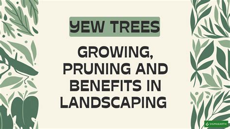Yew Tree Growing Pruning And Benefits In Landscaping Sigma Earth