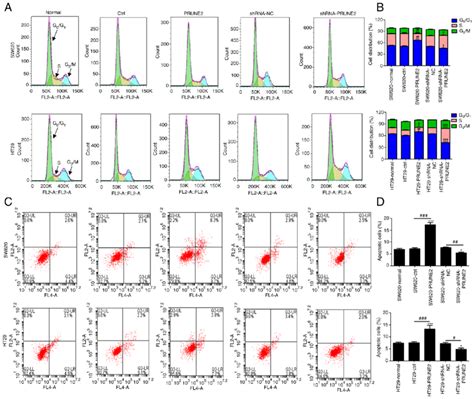 Effect Of Prune2 On Crc Cell Cycle Progression And Apoptosis A Flow Download Scientific