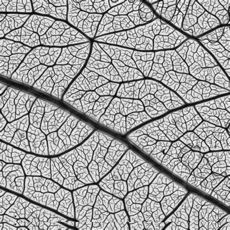 A Brightfield Image Of A Chemically Cleared Leaf Of Mallotus