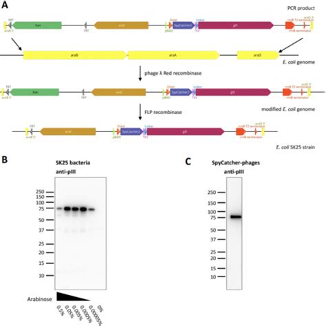 Spydisplay 集成spytag Spycatcher技术的多功能噬菌体展示筛选系统 知乎