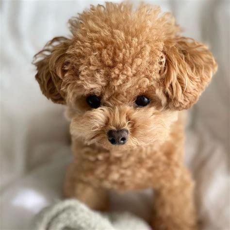 Akc Toy Poodles Tiny Toy Poodles Teacup And Pocket Size Poodle Puppies