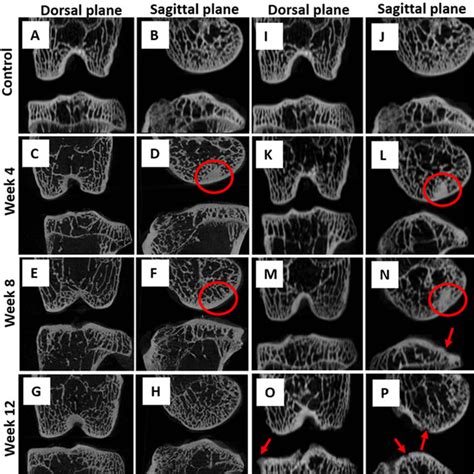 Two Dimensional Micro Ct Scans Of Dorsal And Sagittal Planes Of The