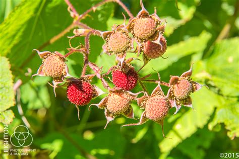Thimbleberries Hikers Candy