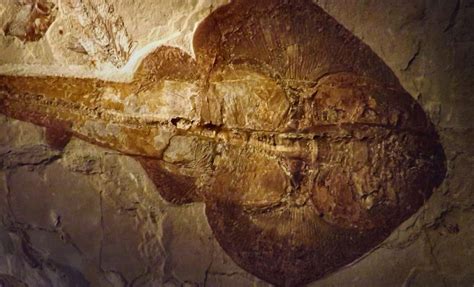 15 Million Year Old Evidence Reveals The Cambrian Explosion May Have Happened Earlier