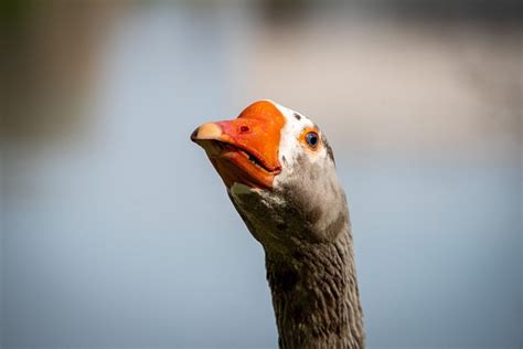 40000 Kostenlose Weihnachts Gans Und Gans Bilder Pixabay