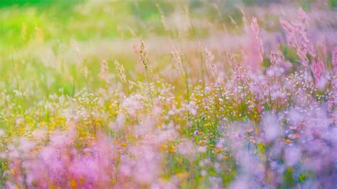 평화로움 감미로운 음악 힐링음악 스트레스해소 명상 물소리 새소리 자연의 소리 Youtube