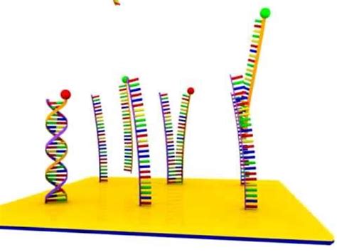 DNA Microarray YouTube